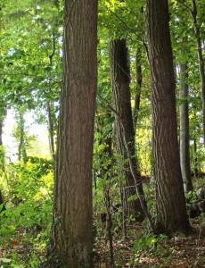 Robinie Forst - ROBIN die Spezialisten für Robinienholz